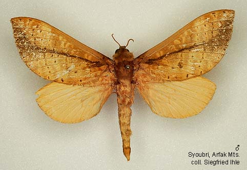 Papua Insects Foundation (Lepidoptera/Hepialidae/Oxycanus meeki)